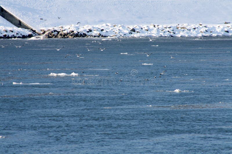 River and birds stock photo. Image of color, side, motion - 12975812