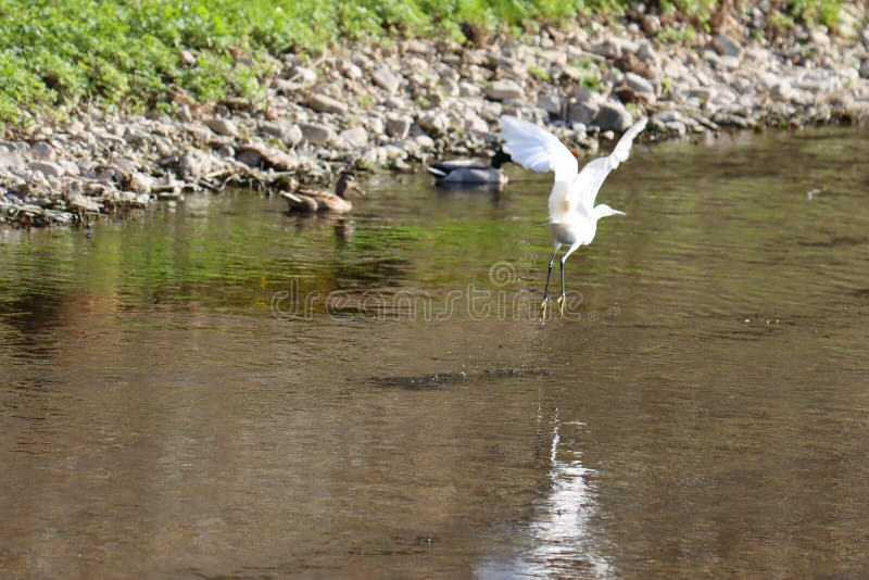 River with birds stock image. Image of egret, animal - 213971623