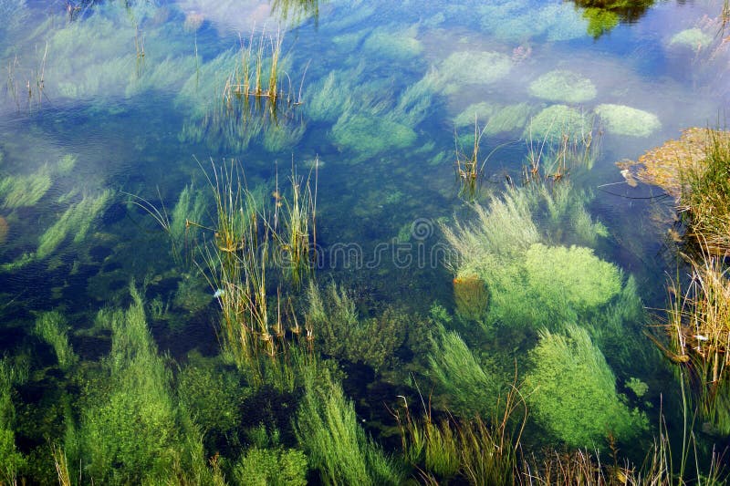 River bottom stock image. Image of herb, algae, green - 78747205