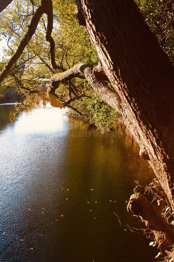 85,172 River Branch Photos - Free & Royalty-Free Stock Photos from ...