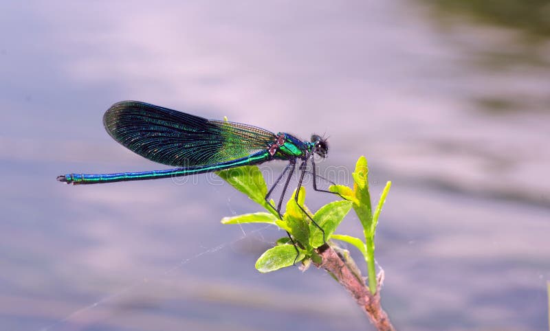 River Bright Blue Dragonfly Stock Image - Image of hunter, detail ...
