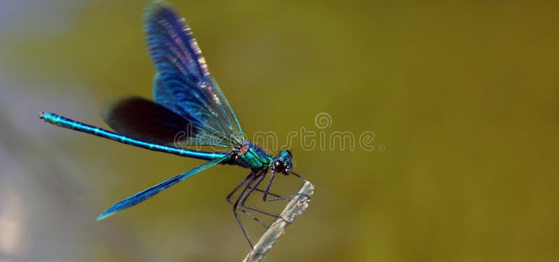 River Bright Blue Dragonfly Stock Image - Image of macro, eyes: 219980857