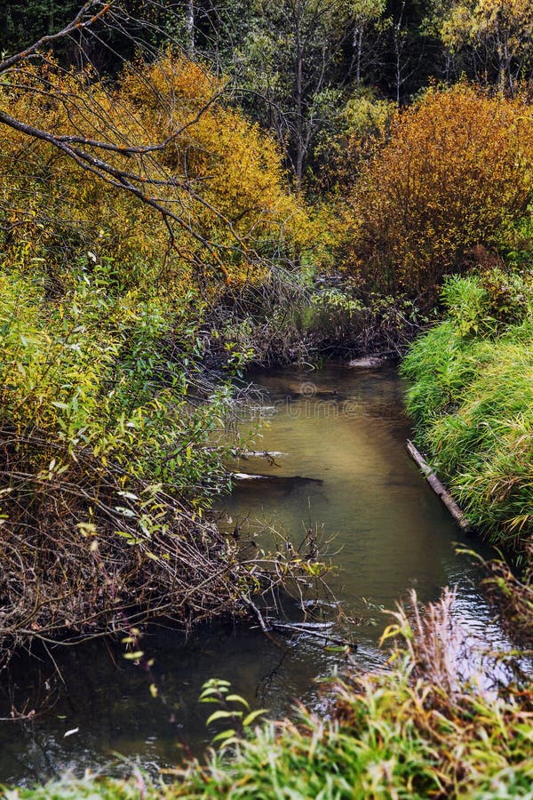 A River in a Bright Multi-colored Autumn Forest. Beautiful Landscape ...