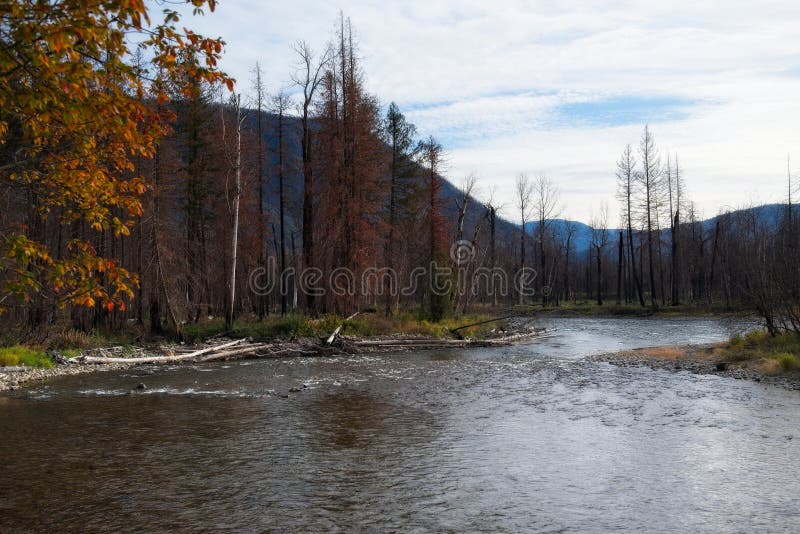 River through Burnt Forest Landscape Stock Photo - Image of wildfire ...