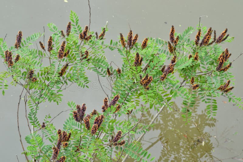 River bush stock photo. Image of bush, nature, spring - 155031578