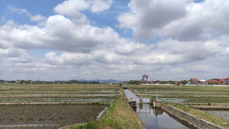 River Canals for Irrigating Rice Fields Stock Photo - Image of ...