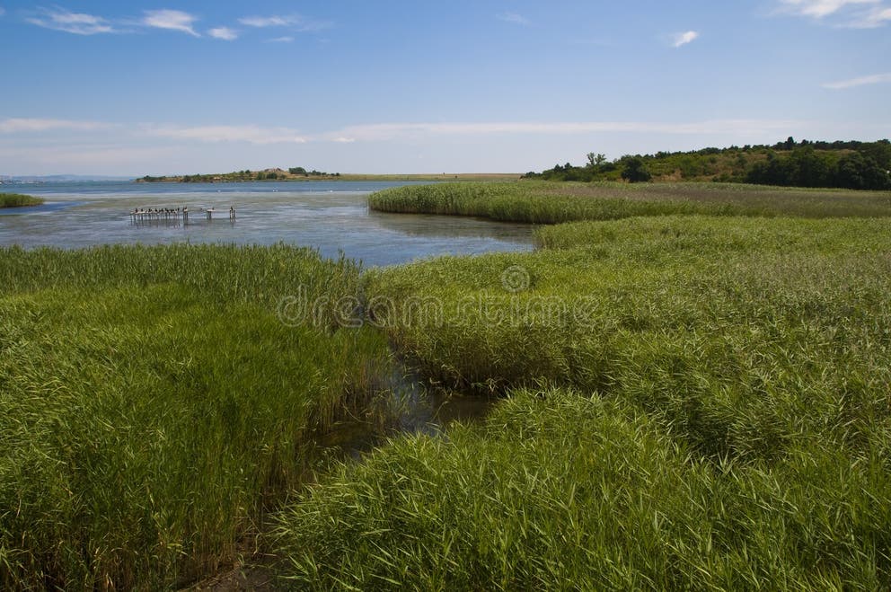 The river cane stock image. Image of cane, water, textures - 28256413