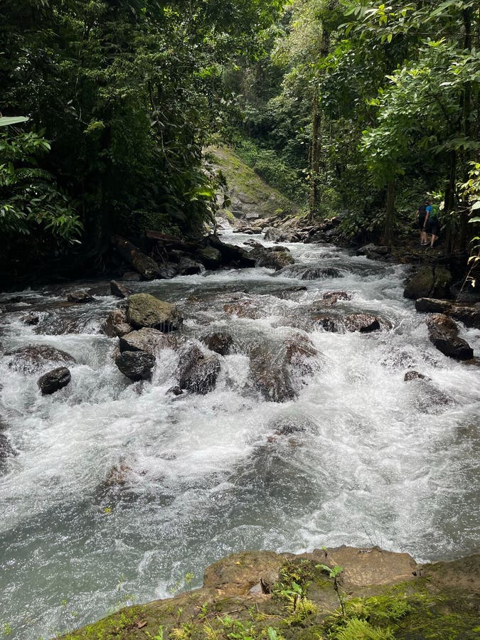 River Cascade in a Dense Jungle in Costa Rica Stock Photo - Image of ...