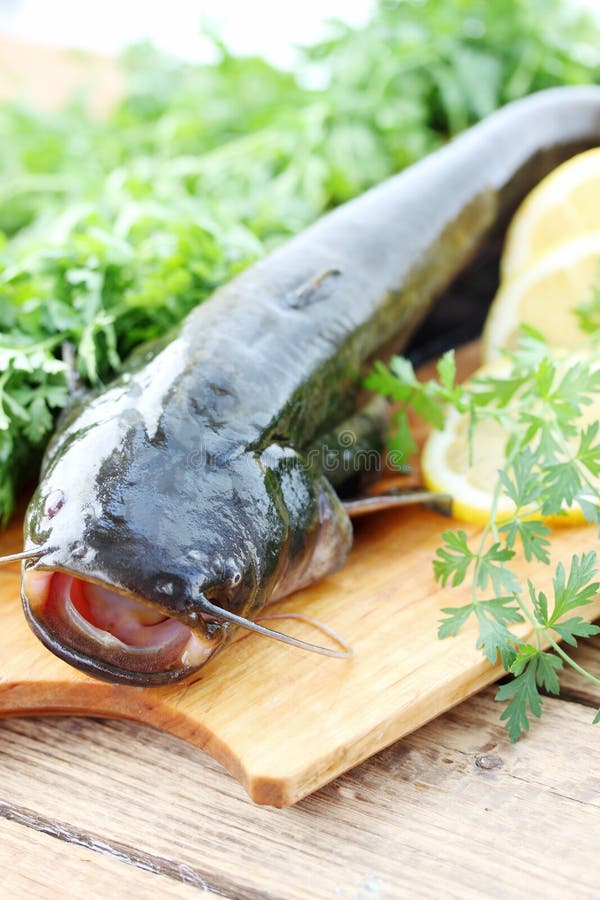 River catfish stock photo. Image of catfish, life, kitchen - 31522962