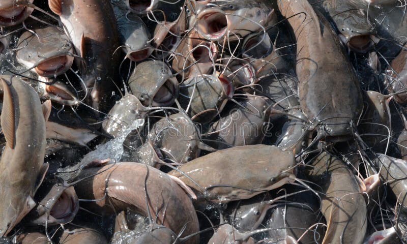 The River Catfish Isolated in Market. Texture Pattern on Catfish. Top ...