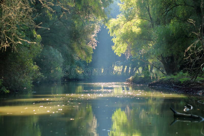 A River Channel with Forest in Danube Delta, Romania Stock Photo ...