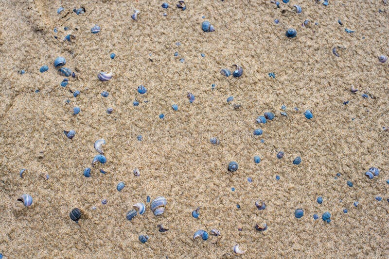 River Shell on the Wet River Sand Background Stock Photo - Image of ...