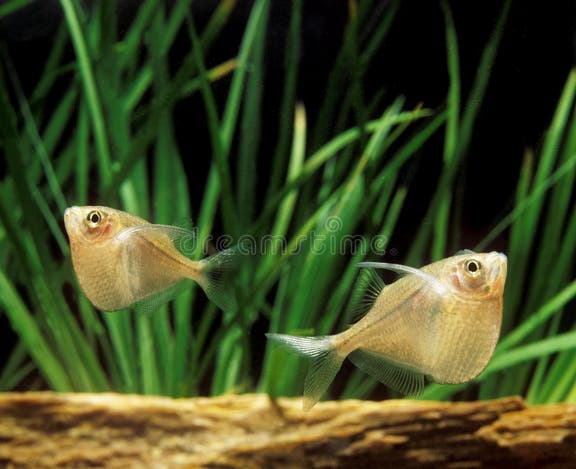 RIVER or COMMON HATCHETFISH Gasteropelecus Sternicla Stock Image ...