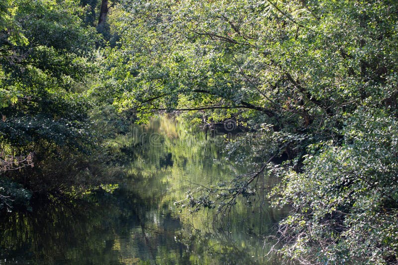 River course overgrown stock image. Image of river, nature - 254320985