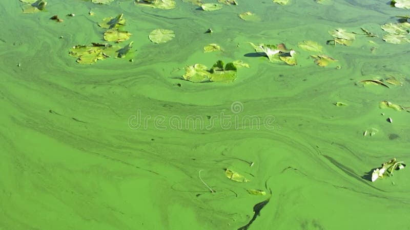 The River is Covered with Green Algae. Top View of the River Surface ...
