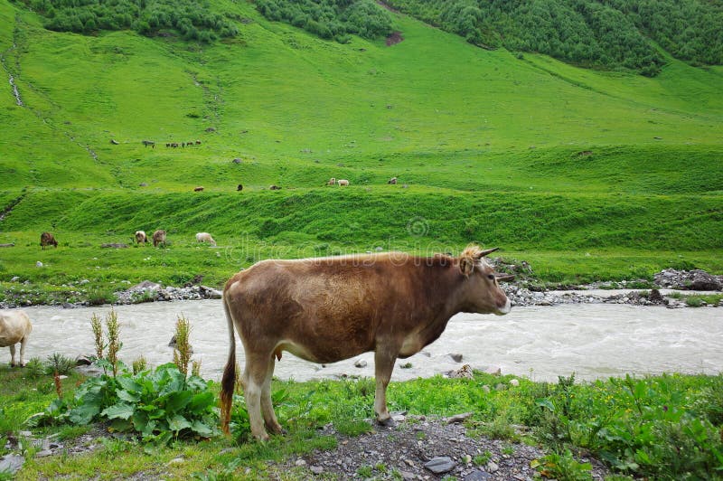 A Cow is Thinking on the Grass Stock Image - Image of thinking, green ...