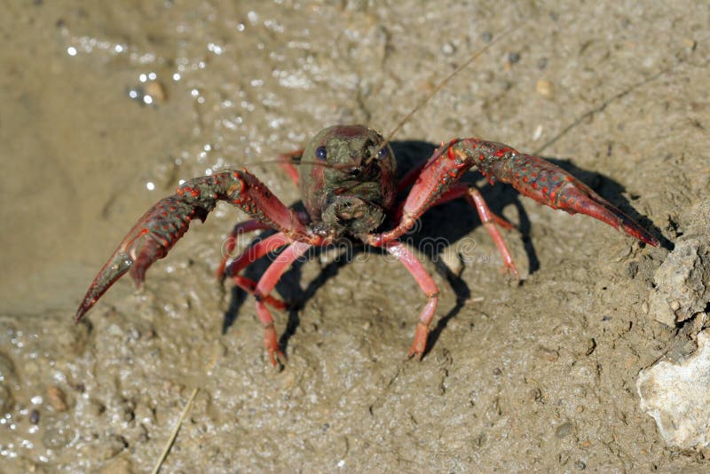 River crab stock photo. Image of acid, crustacean, slim - 1133846