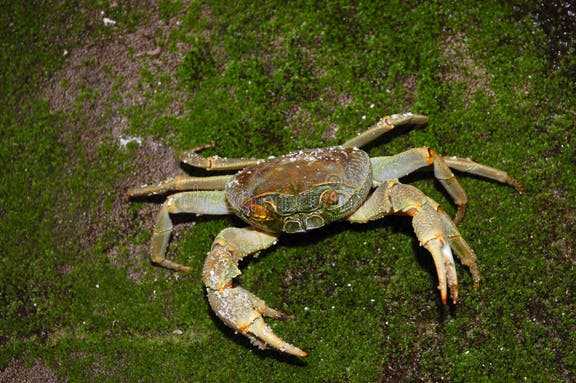 River Crab. stock image. Image of breakfast, freakish - 12705187