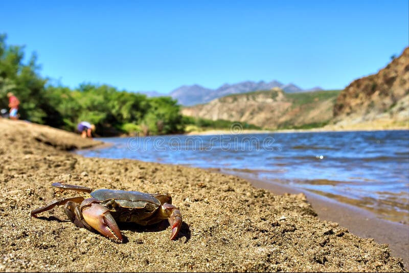 River crab on beach stock photo. Image of macro, light - 5338128