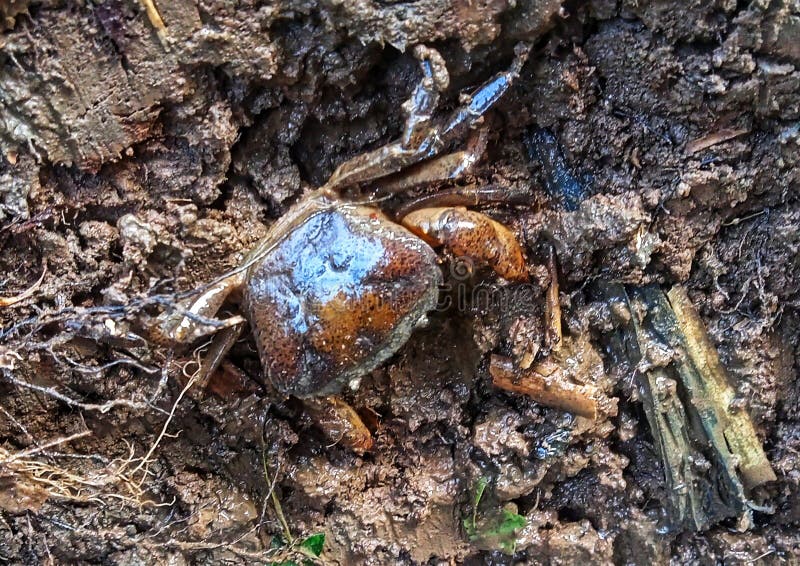 A River Crab Looks Like it S Making a New Hole on the River Bank Stock ...