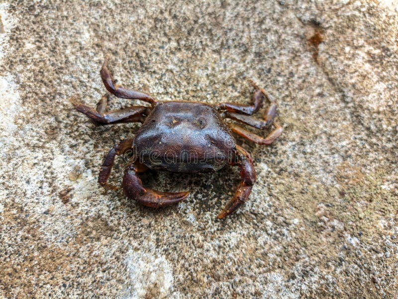 A river crab on a rock stock photo. Image of fisheries - 297424098