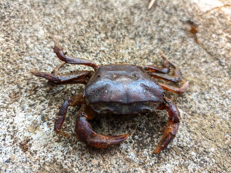 A river crab on a rock stock photo. Image of edible - 297424190