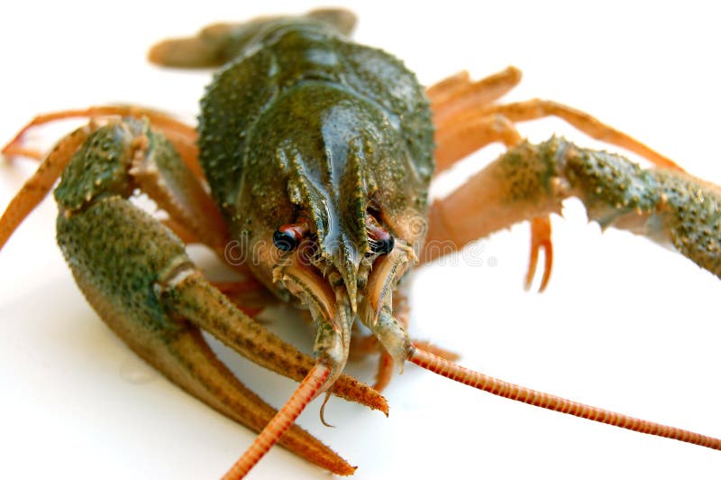 River crayfish stock image. Image of biology, wildlife - 11273649