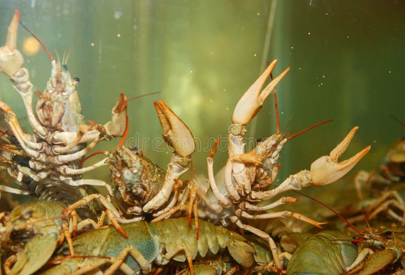 Northern Crayfish Underwater in the St. Lawrence River Stock Image ...