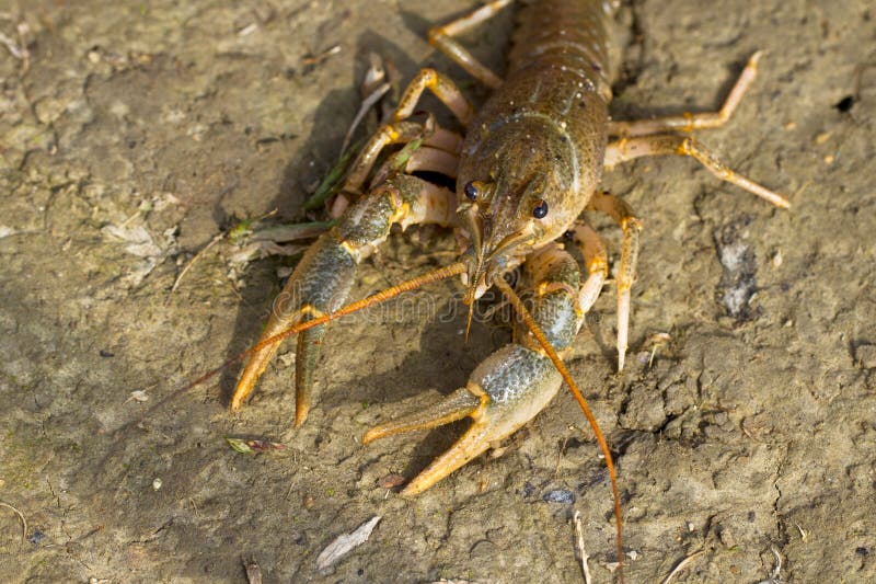 River Crayfish / Astacus Fluviatilis Stock Photo - Image of armor ...