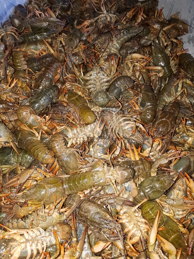 River Crayfish in a Bucket. Caught Crayfish Stock Photo - Image of ...