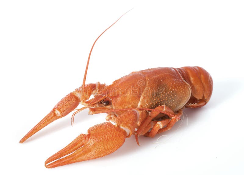 River Crayfish / Astacus Fluviatilis Stock Photo - Image of armor ...
