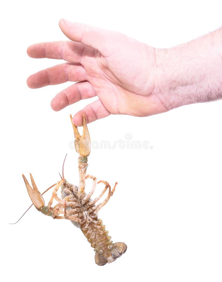 Crayfish in human hand stock image. Image of fish, life - 21456209