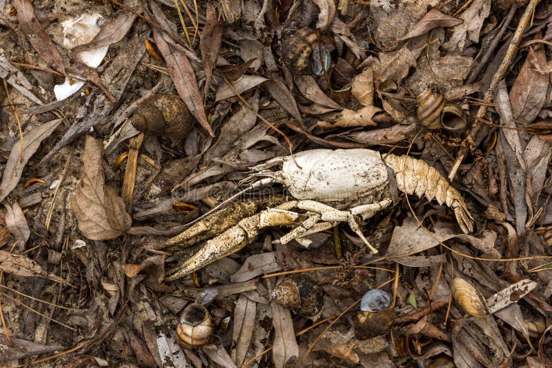 River Crayfish and Mollusk Shells Lie on Leaves and Sand in Spring on ...
