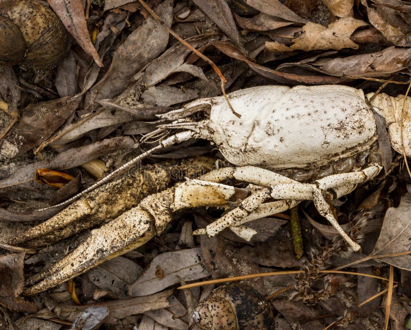 River Crayfish and Mollusk Shells Lie on Leaves and Sand in Spring on ...