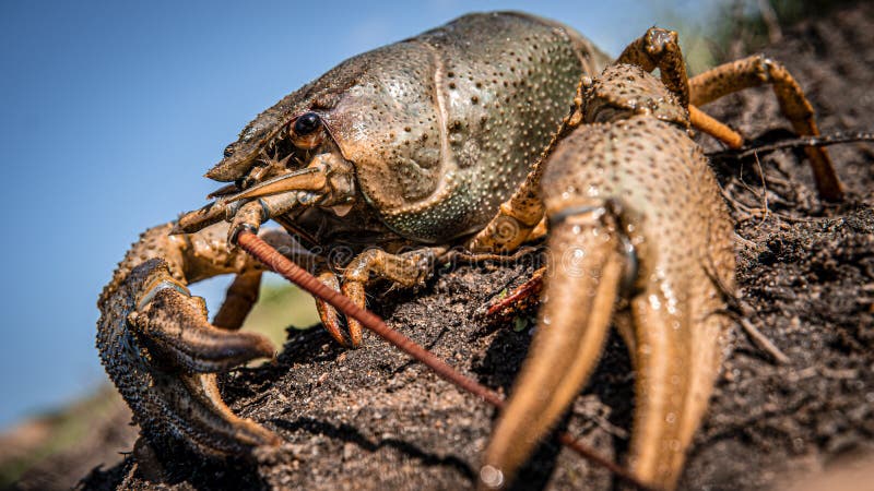 River crayfish poses stock image. Image of invertebrate - 258791303