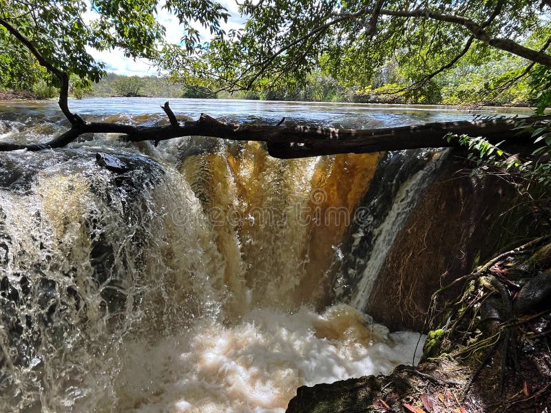 River Current Flowing in a Waterfall through Trees in Forest Stock ...