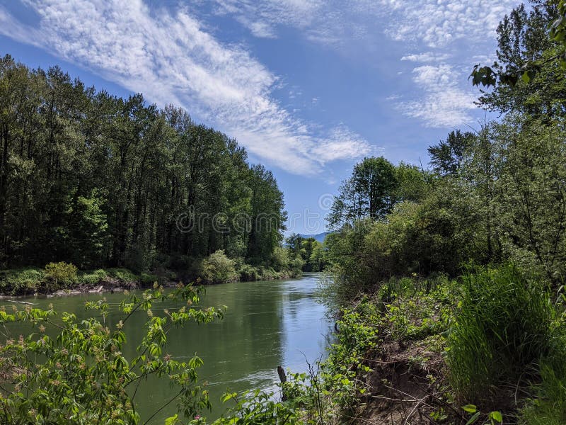 A River Cutting through a Forest of Tall Trees in the Pacific Northwest ...