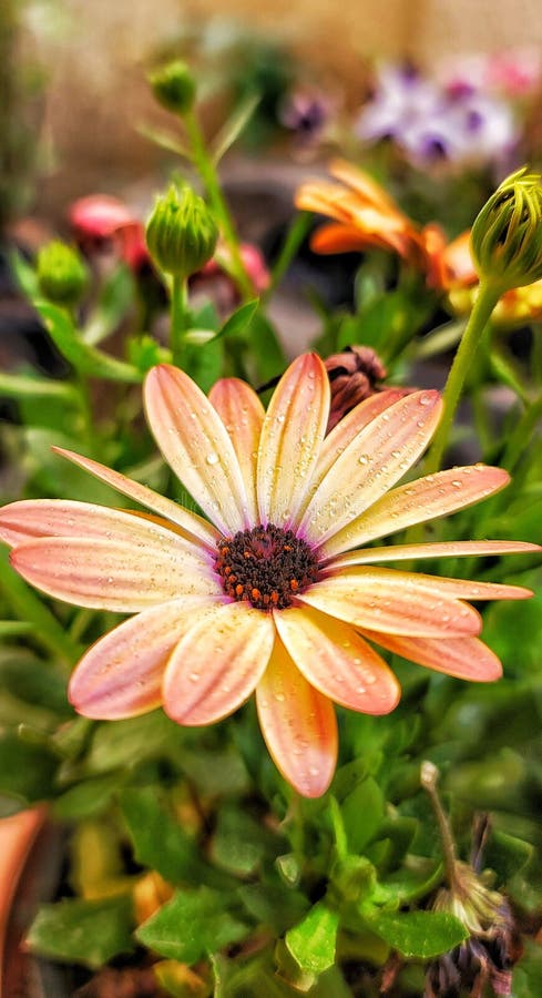 River daisy stock image. Image of river, flower, sunflower - 246236469