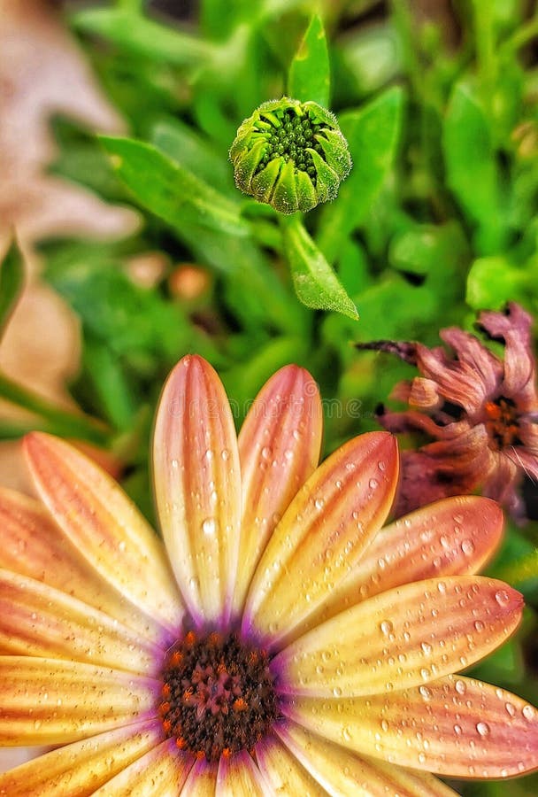 River daisy stock image. Image of flower, invertebrate - 246236475