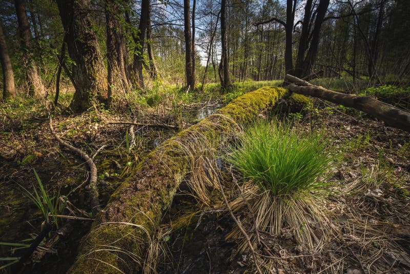 River Dajna Near Mragowo, Poland Stock Image - Image of swamp, shore ...