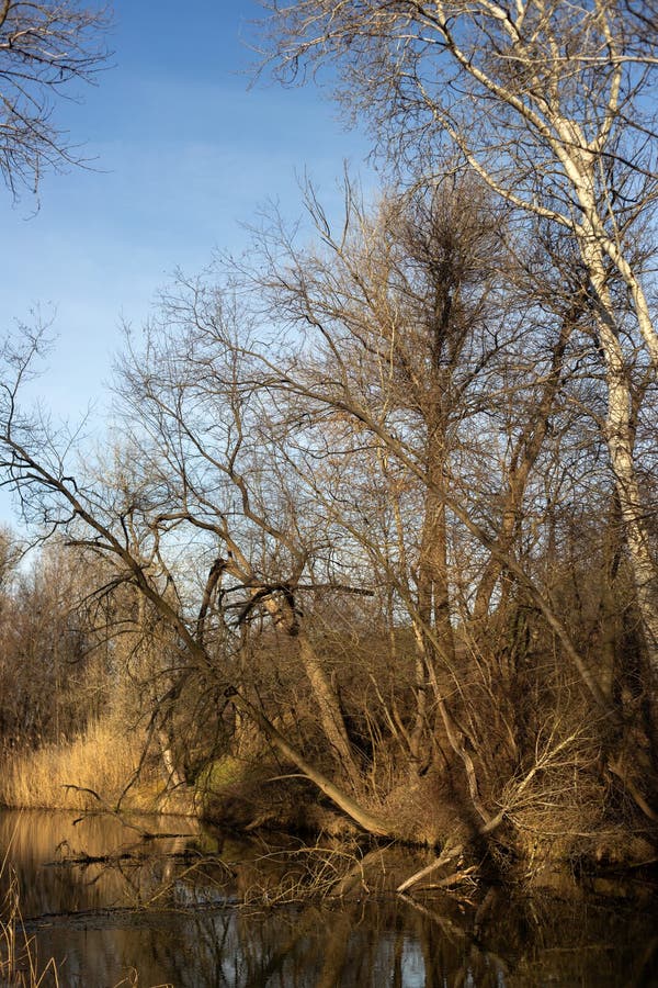 A River with Dead Trees and a Sky Background Stock Photo - Image of ...