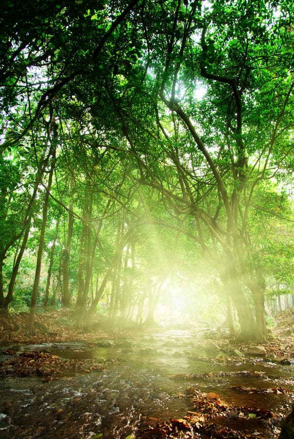 Rays of sun in forest stock photo. Image of sunny, sunlight - 7251792