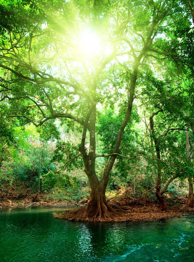 Rays of sun in forest stock photo. Image of sunny, sunlight - 7251792