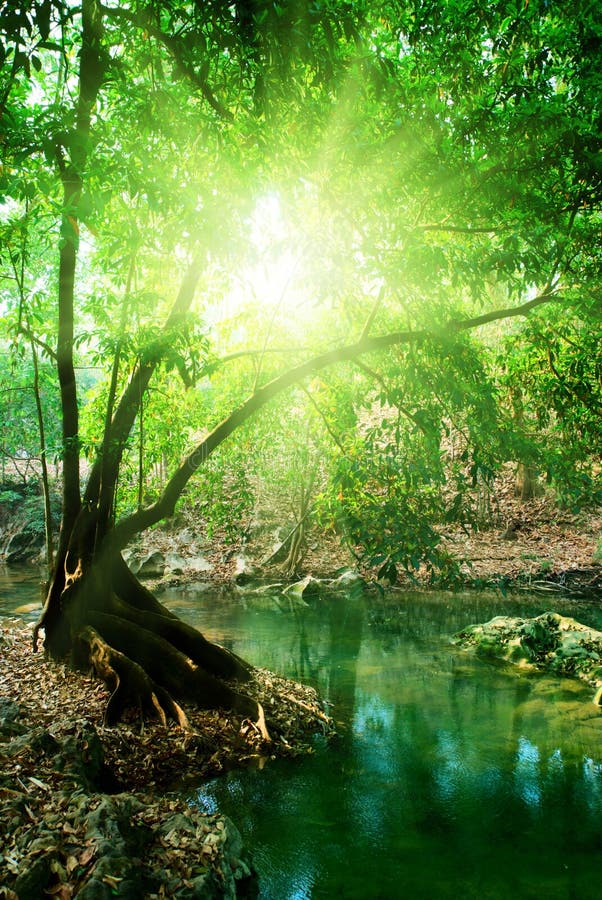 River in deep forest stock photo. Image of leaf, rays - 8789192