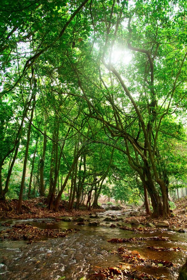 River in deep forest stock photo. Image of leaf, glow - 9093910