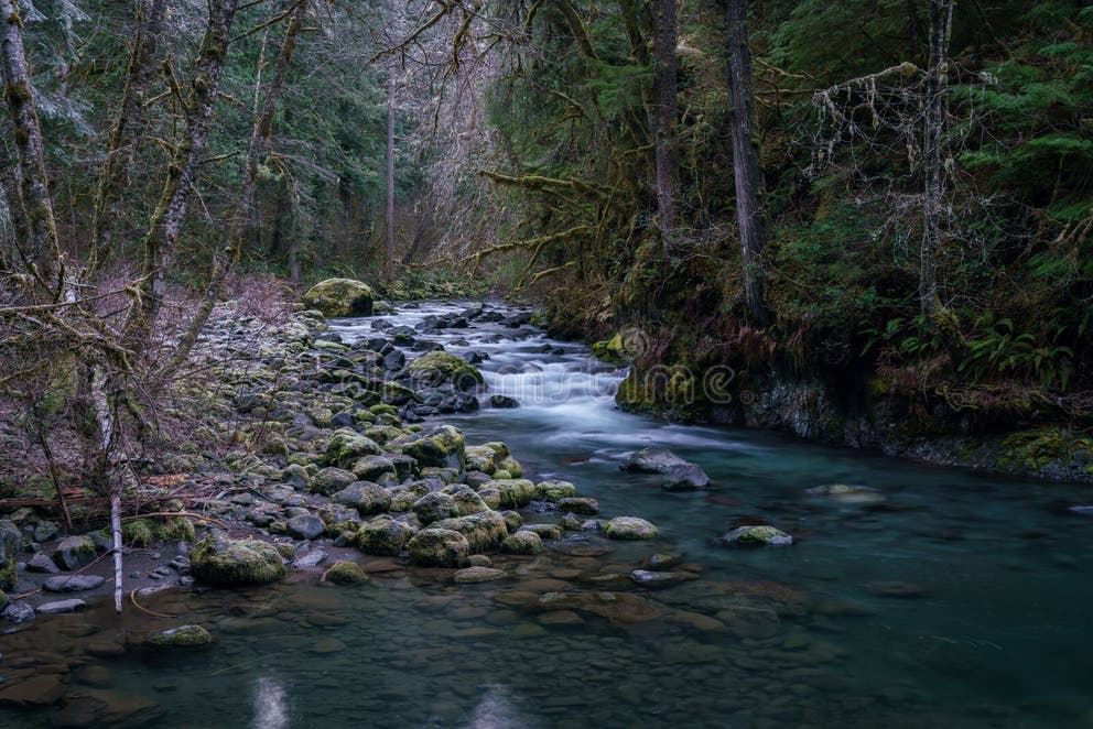 Quilcene River stock image. Image of trees, fall, tree - 133981429