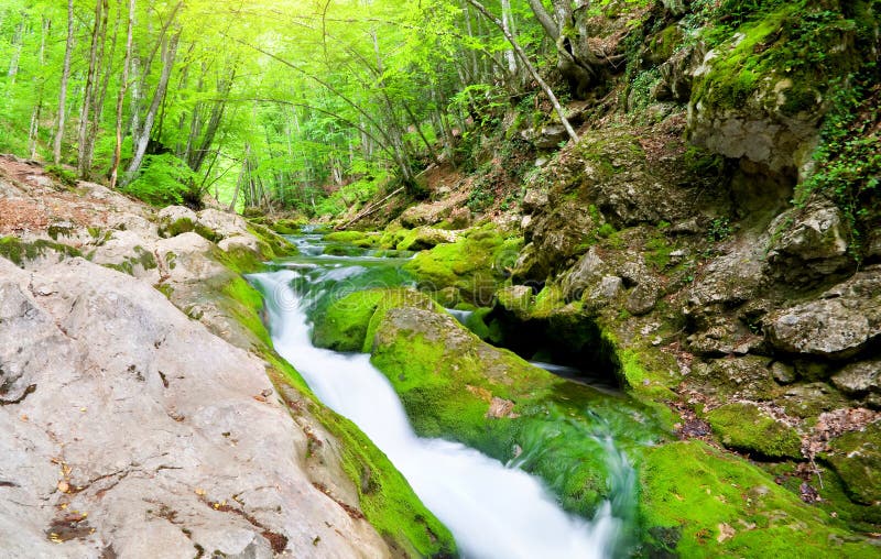 River Deep in Mountain Forest. Stock Photo - Image of plant ...