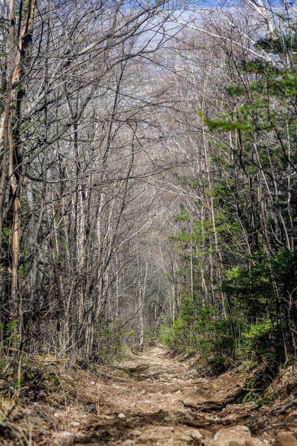 River Deep in Mountain Forest. Stock Photo - Image of clean, green ...