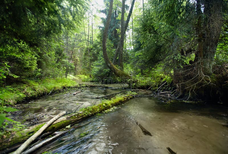 River in a deep valley stock photo. Image of forest - 106632750