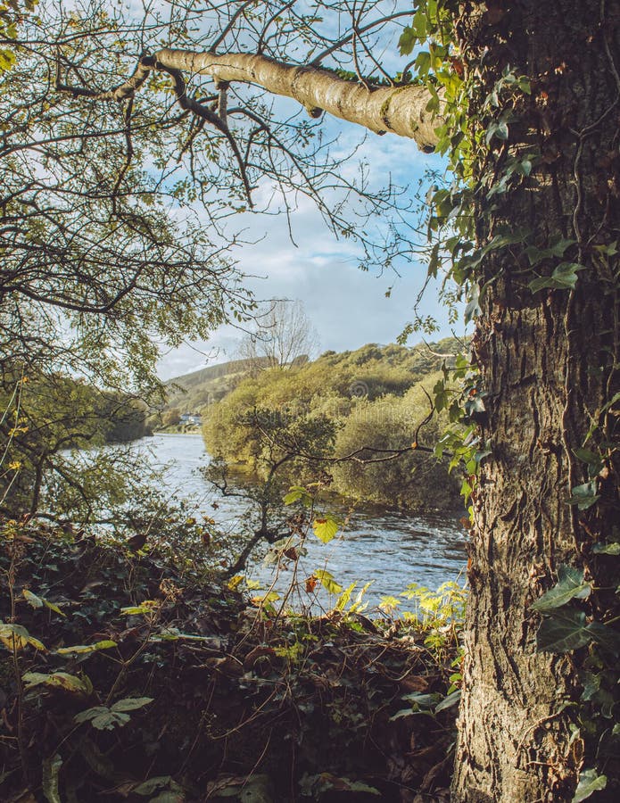 River in a Dense Forest from the Branches of a Tree Stock Photo - Image ...